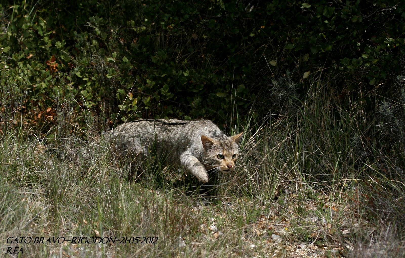 Proyecto Gato Bravo: RADIOSEGUIMIENTO