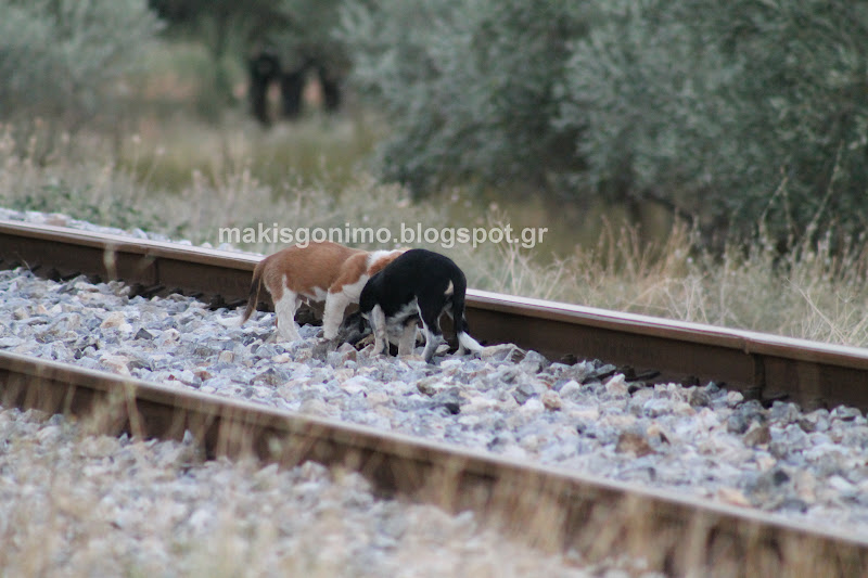 ΓΟΝΙΜΟ-live: ΣΚΥΛΑΚΙΑ ΠΑΝΩ ΑΠΟ ΤΟ ΠΤΩΜΑ ΤΗΣ ΜΑΝΑΣ ΤΟΥΣ ΠΟΥ ΤΗΝ ΣΚΟΤΩΣΕ ...