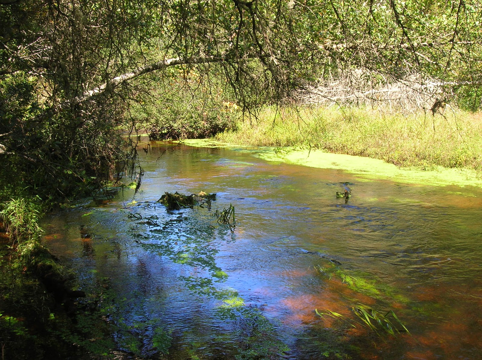 Small Stream Reflections: Sea Run Brook Trout