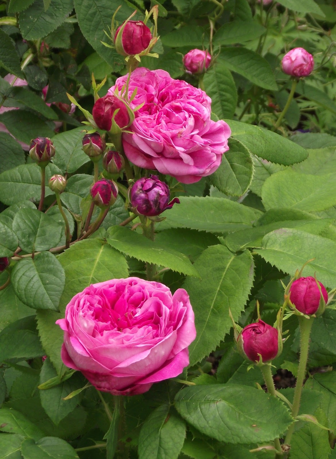 Promesse de roses: Yolande d'Aragon
