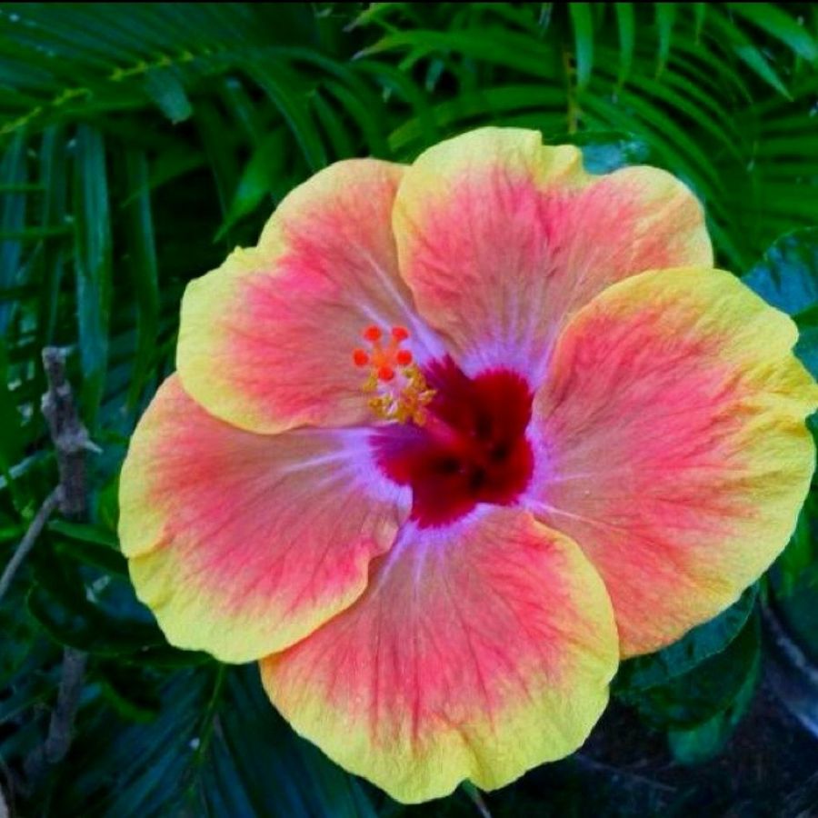 CURRAMBA LA BELLA. (BARRANQUILLA): agosto 2017