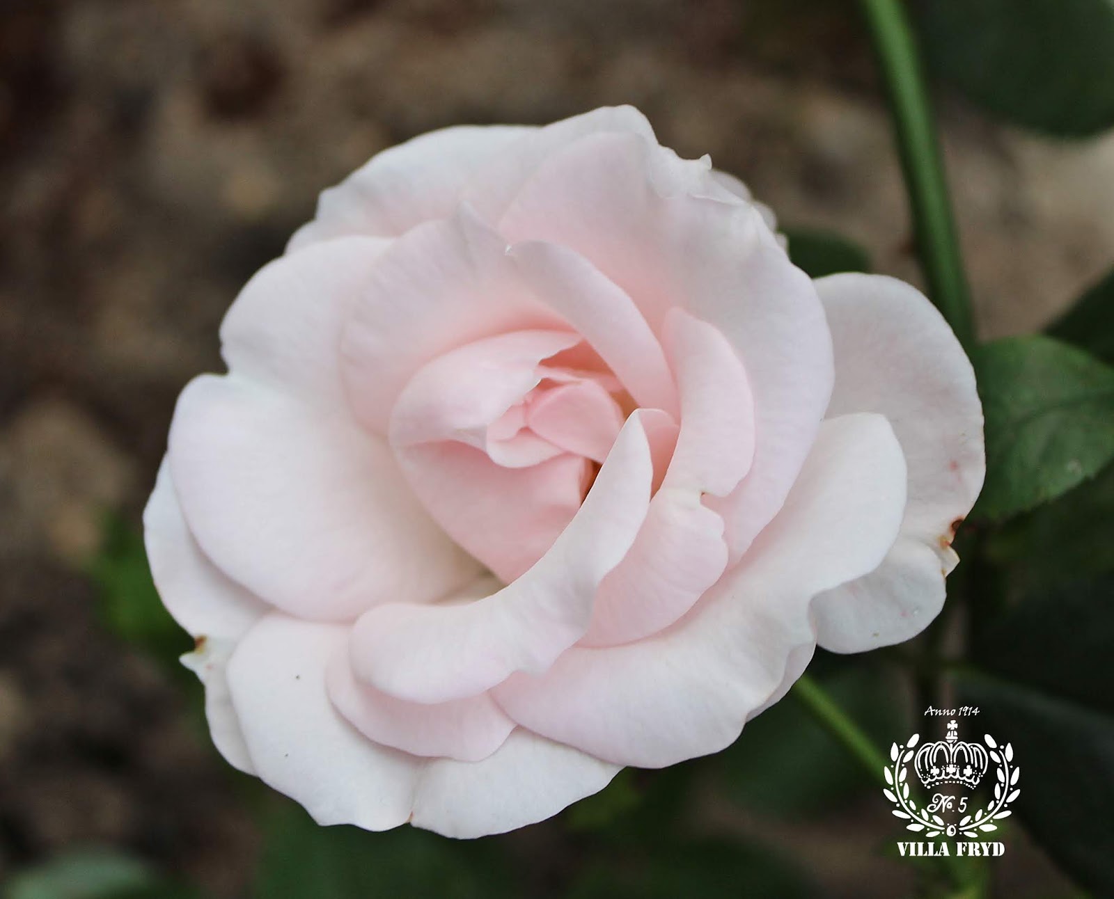 Hos Villa Fryd: Rosenhaven