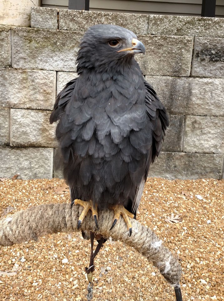 World Bird Sanctuary: Why is that bird Tethered?