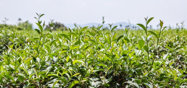 Global Tea Hut: Taiwan Tea Varietals