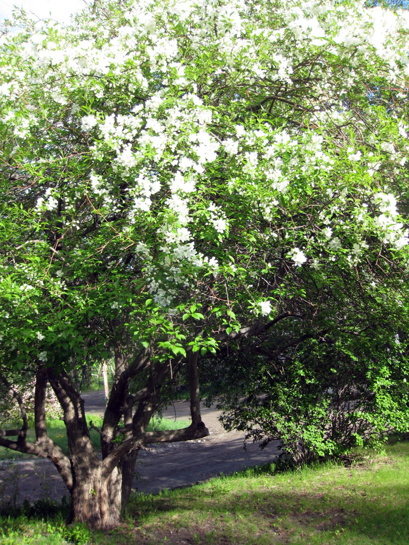 FishTaxi: May Day Tree