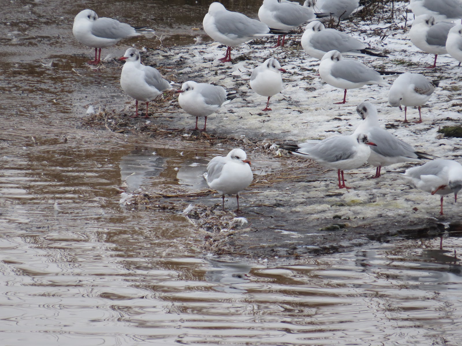 Skein Birding and Beyond.......: January 2013