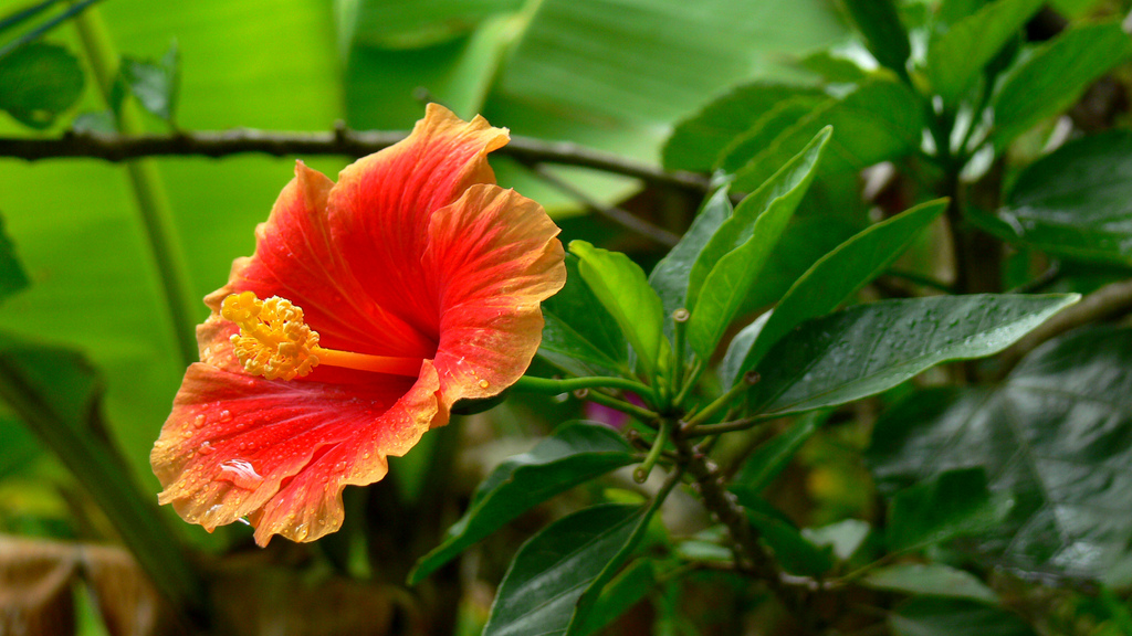 IMAGENES ETHEL: IMAGENES DE ROSAS,CLAVELES ,CRISANTEMOS Y CUCARDAS