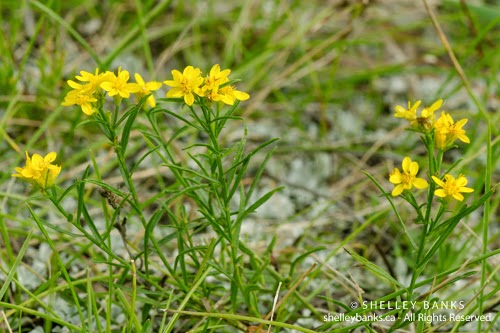 Prairie Wildflowers: Broomweed — grass-high, golden Prairie wildflower