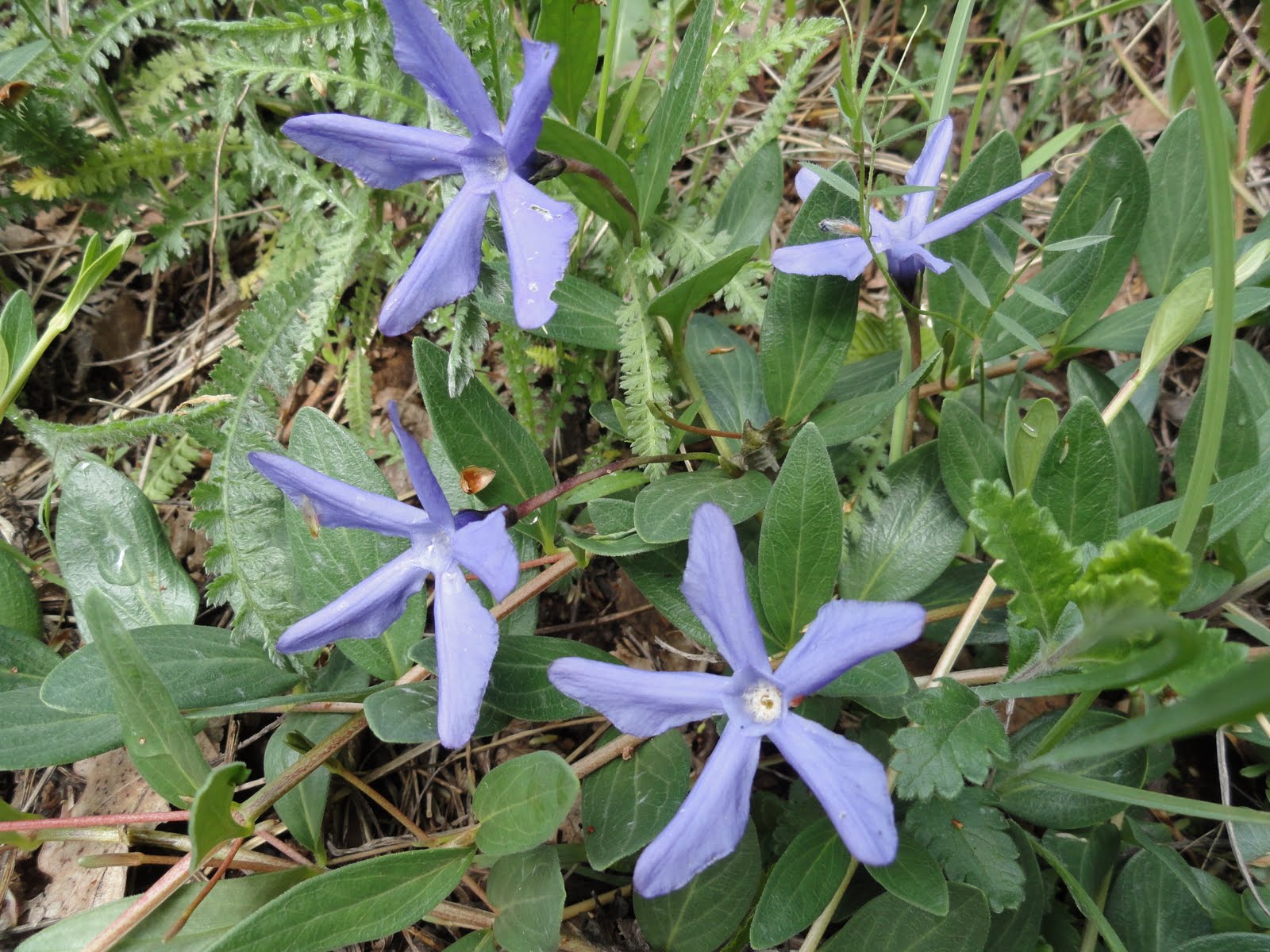 Frumusetile naturii: Saschiu (Vinca herbacea)