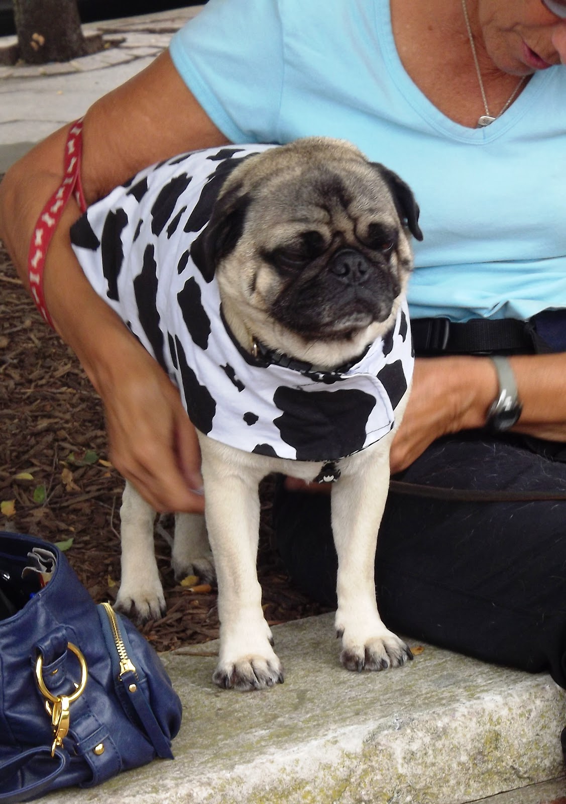 Wilma the Pug: Super Secret, Please Don't Tell, Request for Help
