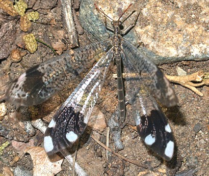 Arizona: Beetles, Bugs, Birds and more: Net-winged Insects and the ...