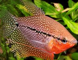 PLANETA PEIXES: Tricogaster