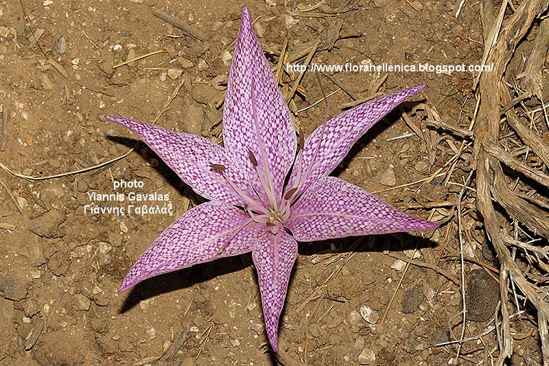 Flora hellenica: Colchicum variegatum