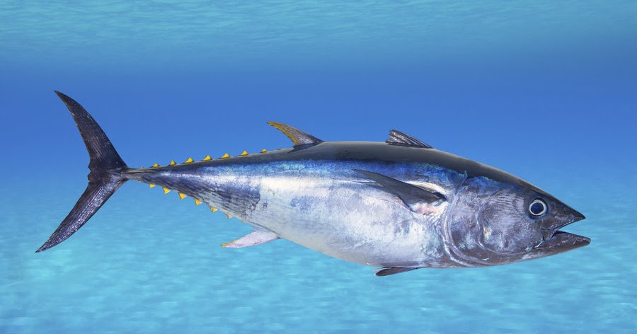 Types of Fish Found Near Nassau, Bahamas
