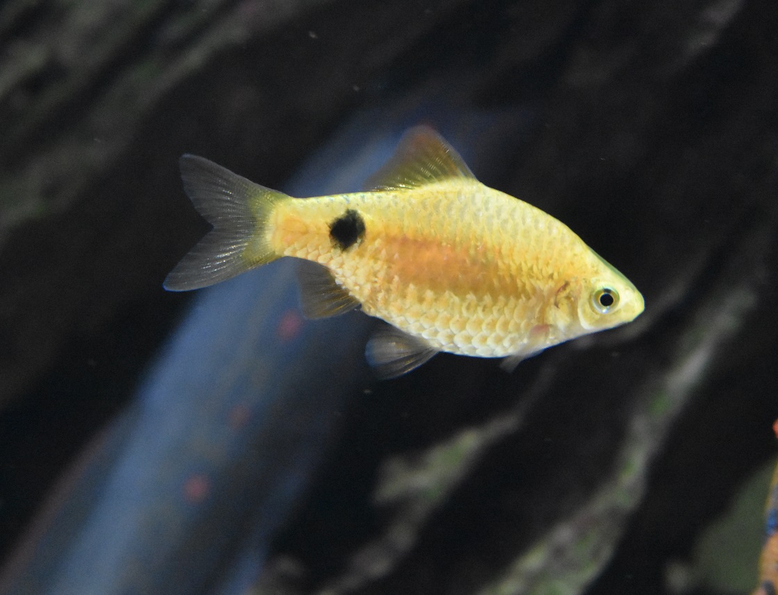 ZOOTOGRAFIANDO (6.096 ANIMALS): BARBO ROSADO (Puntius conchonius)