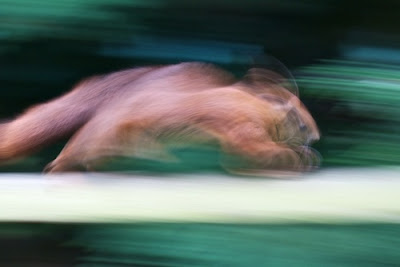 British Wildlife Centre ~ Keeper's Blog: BWC Photo Comp; "Animals in ...