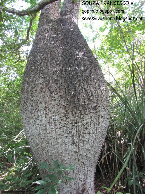 FAUNA E FLORA DO RN: Barriguda Ceiba glaziovii (Kuntze) K.Schum.; Flora ...