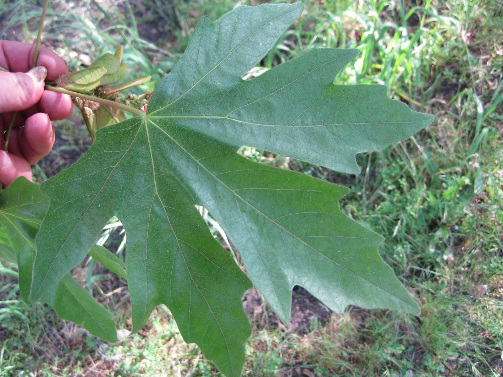 Trees of Santa Cruz County: Acer macrophyllum - Bigleaf Maple
