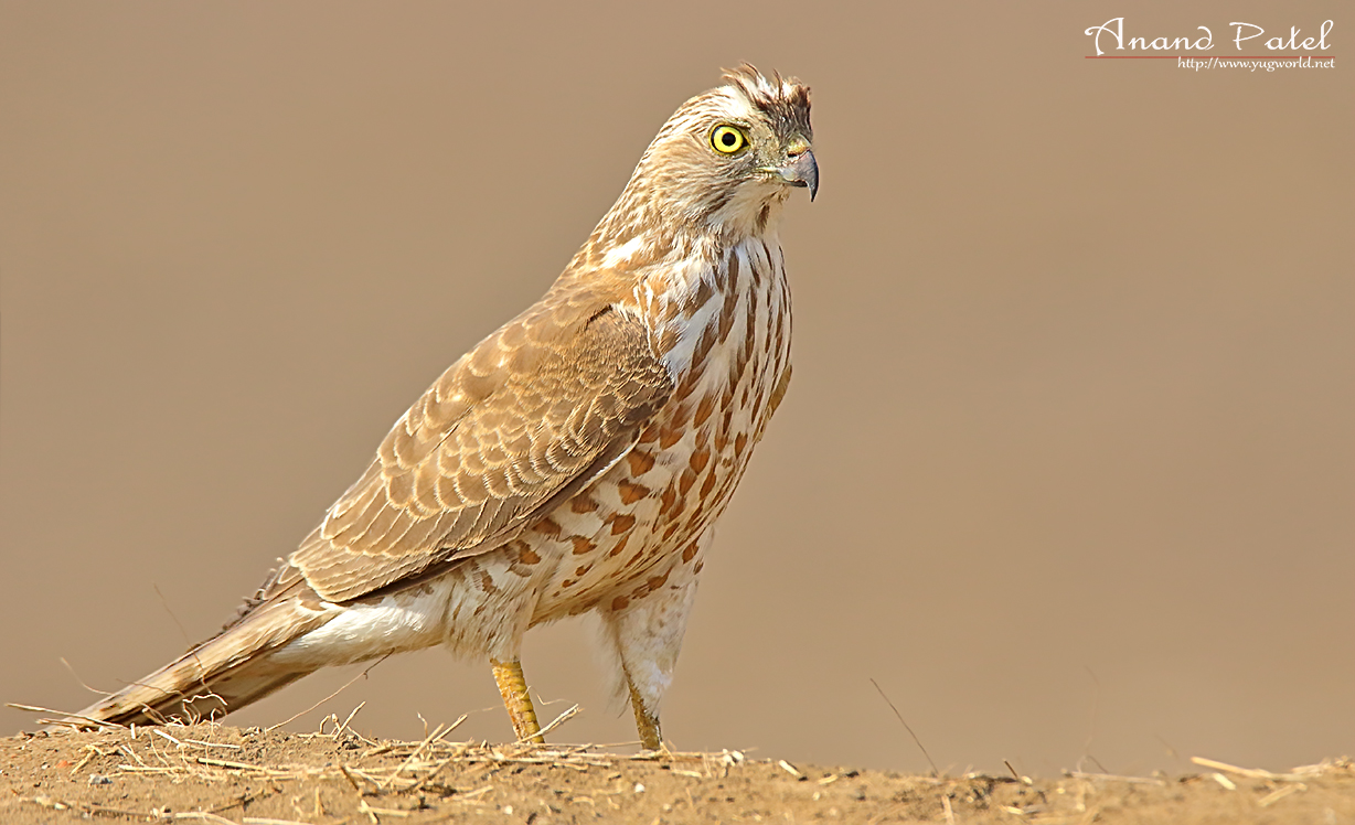 Shikra with a Crest | YuGWoRLD