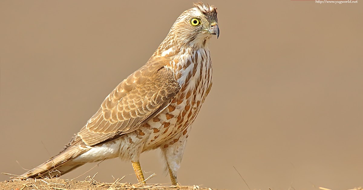 Shikra with a Crest | YuGWoRLD