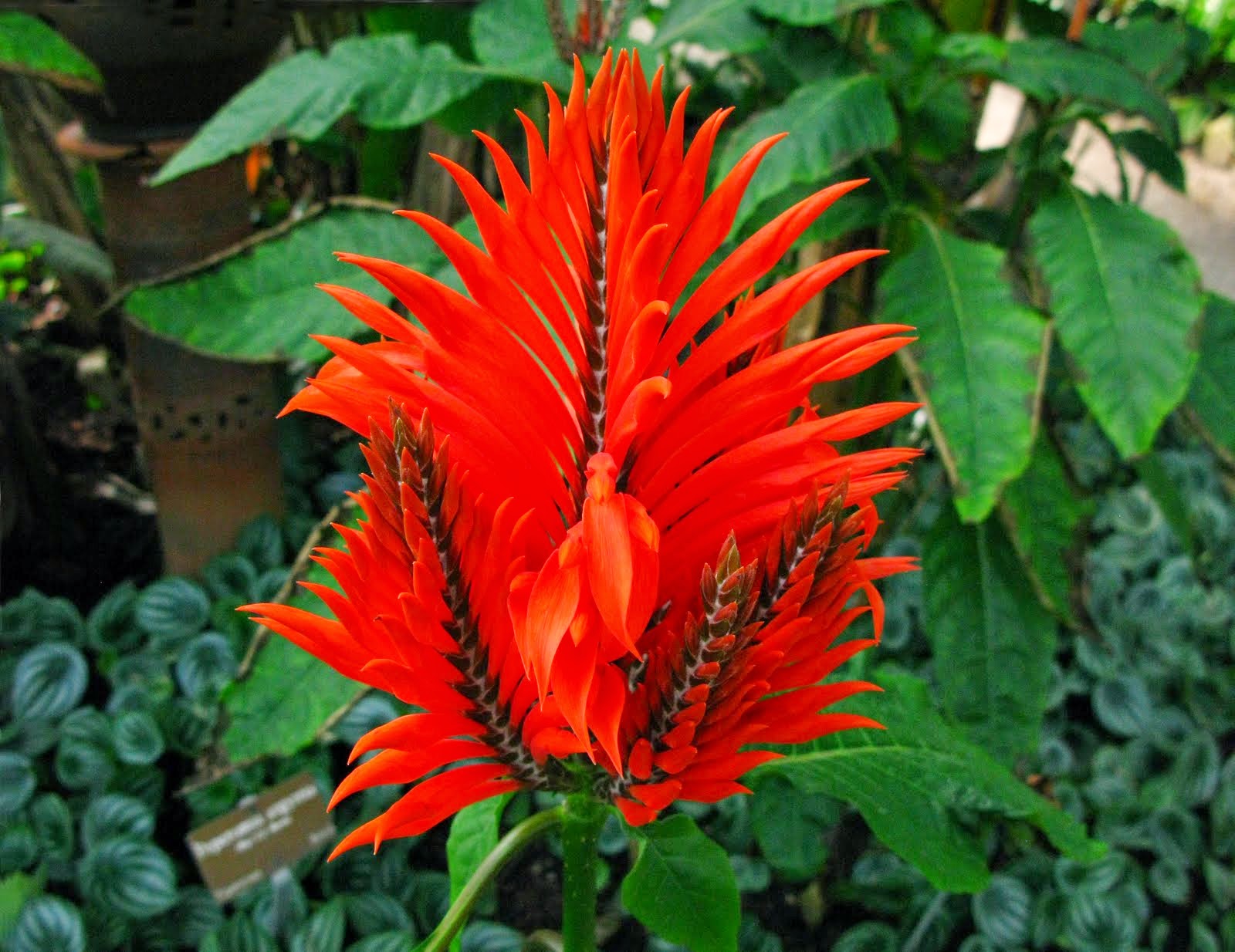 Flores Rojas, parte 6 - IMÁGENES PARA WHATSAPP ® y Fotos para perfiles