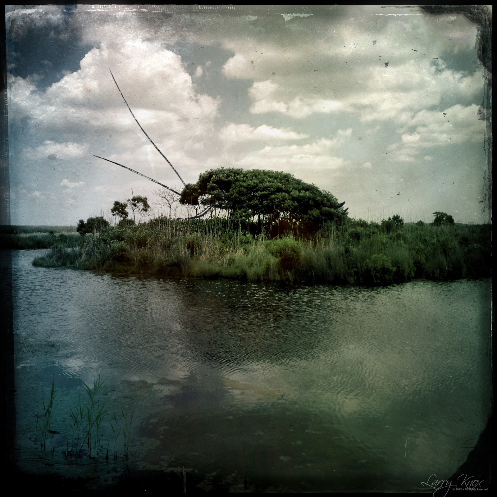 descent into the cave of the rabbit: The Secret Life of Trees