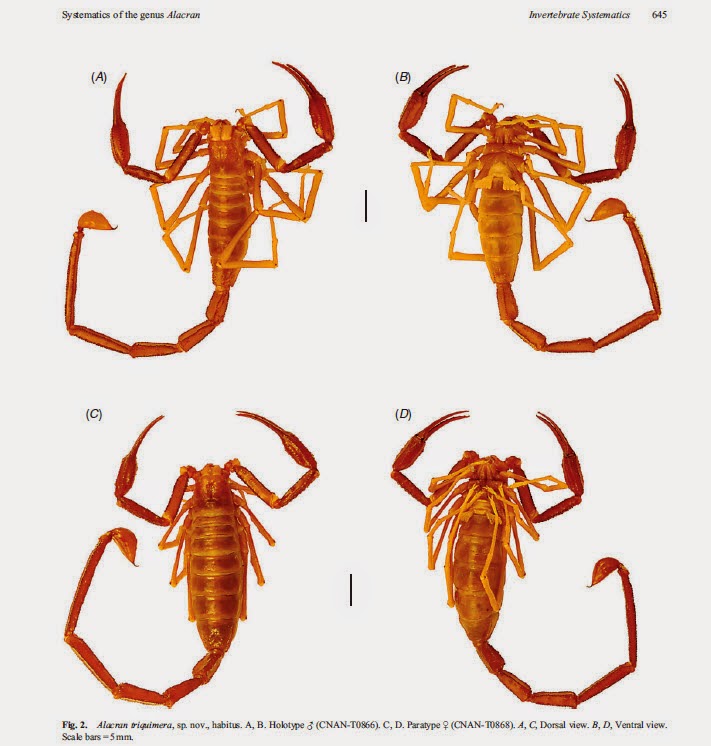 The Scorpion Files Newsblog: Phylogeny and a new species of the ...