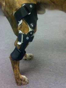 Veterinary Highlights: OrthoPets' Orthotics & Prosthetics