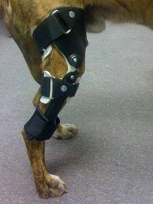 Veterinary Highlights: OrthoPets' Orthotics & Prosthetics