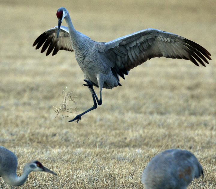 Ken Papaleo: X Marks the Shot: Dancing Sandhill Cranes, Monte Vista ...