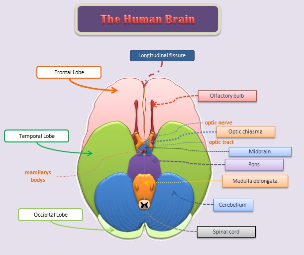 Educative diagrams: The Underside of the Human Brain