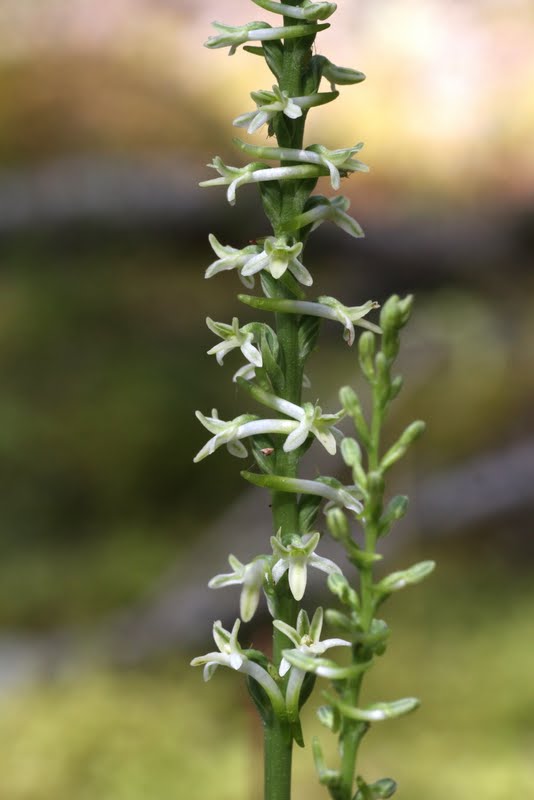 Native Orchids of the Pacific Northwest and the Canadian Rockies (and ...