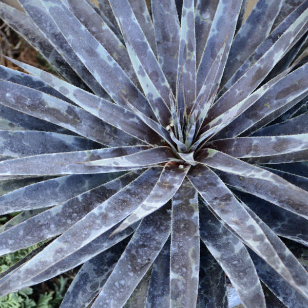 danger garden: Mangave Madness!