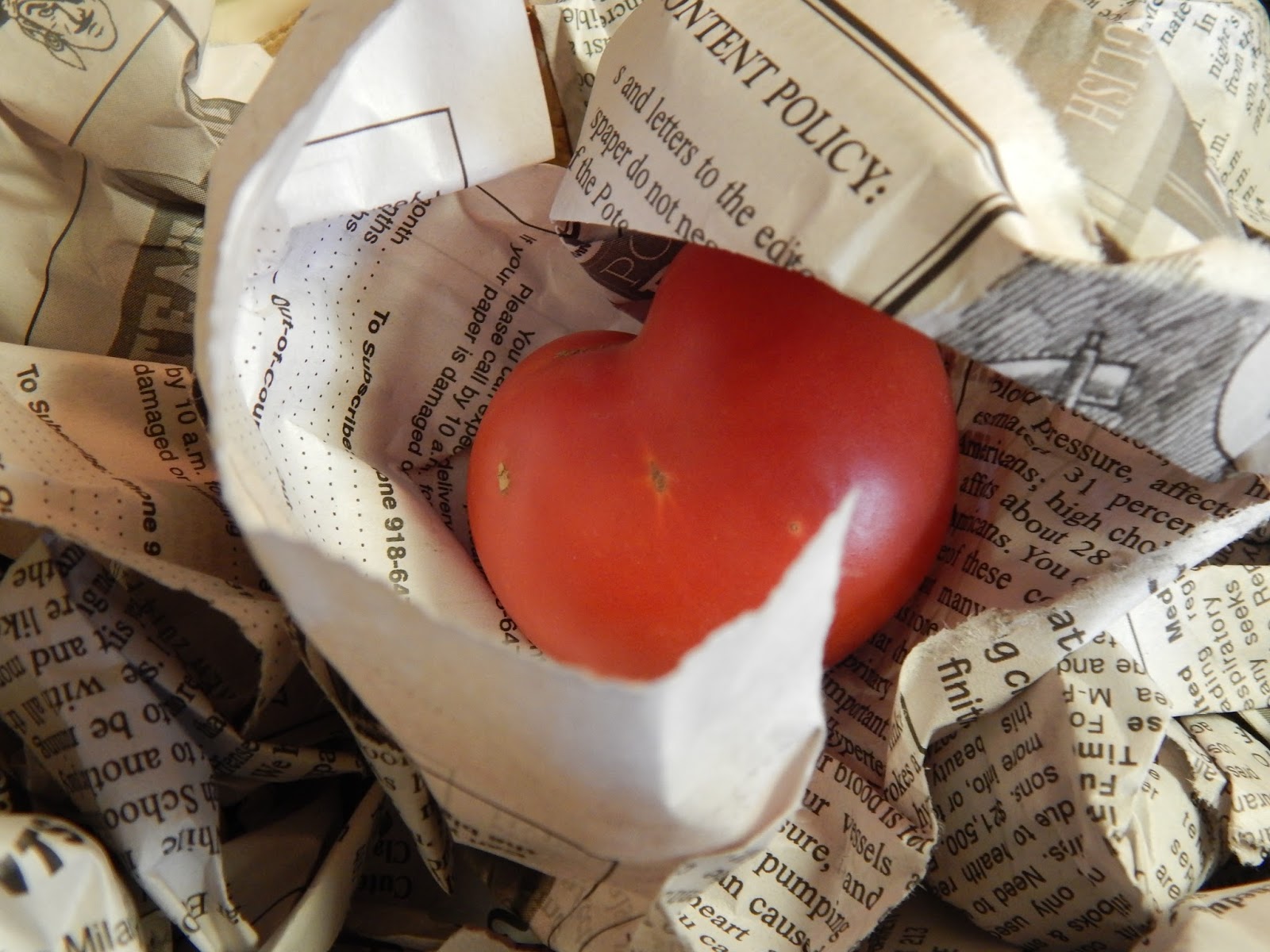 Thoughts from Frank and Fern: It Works! Ripe Tomatoes in November