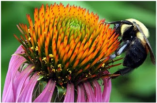 PONDOK BELAJAR BU NOVY: Hubungan Khas Antar Makhluk Hidup