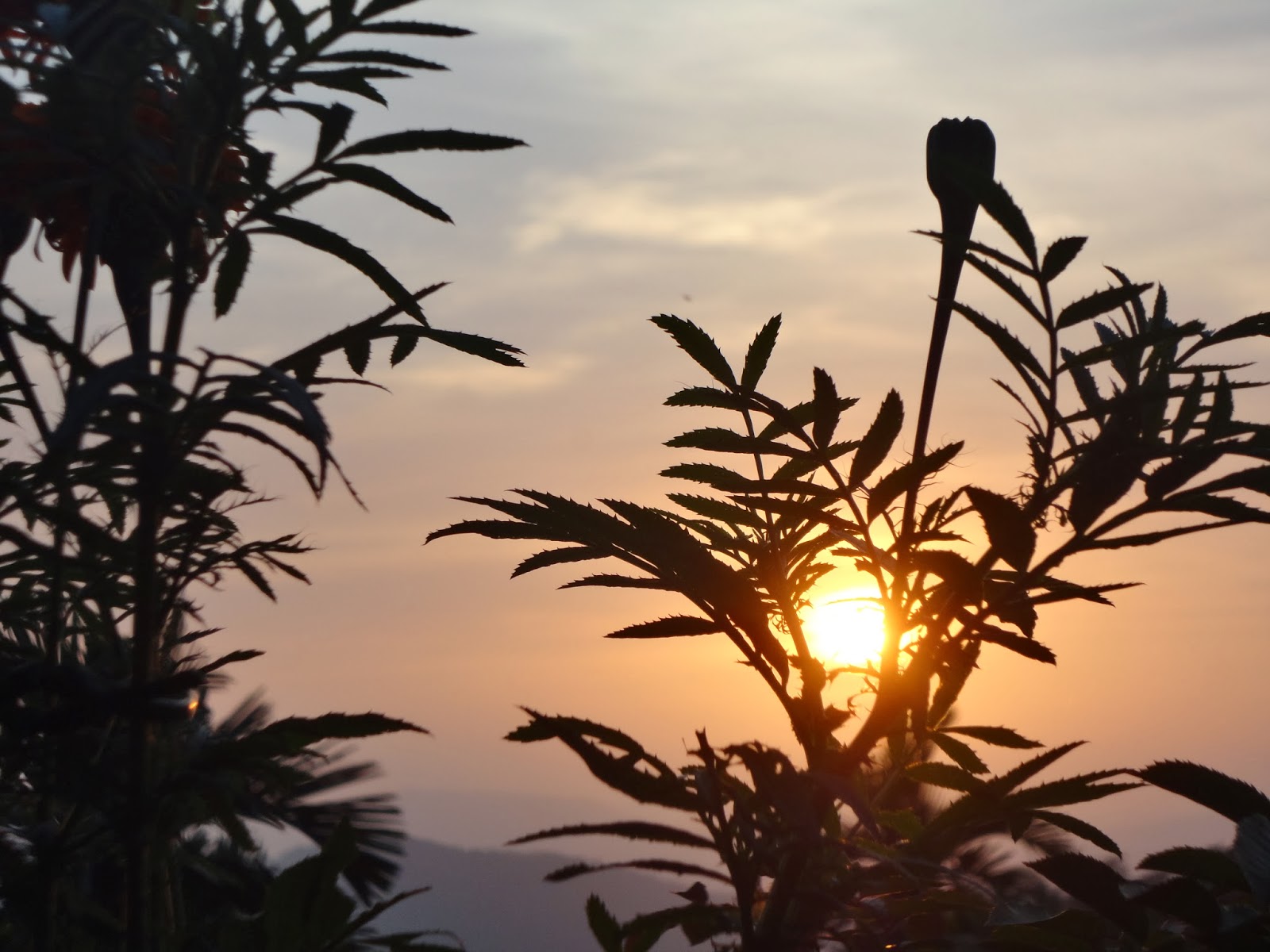 SUNSET VIEW THROUGH A PLANT HD ~ NOMADZ PHOTOGRAPHY