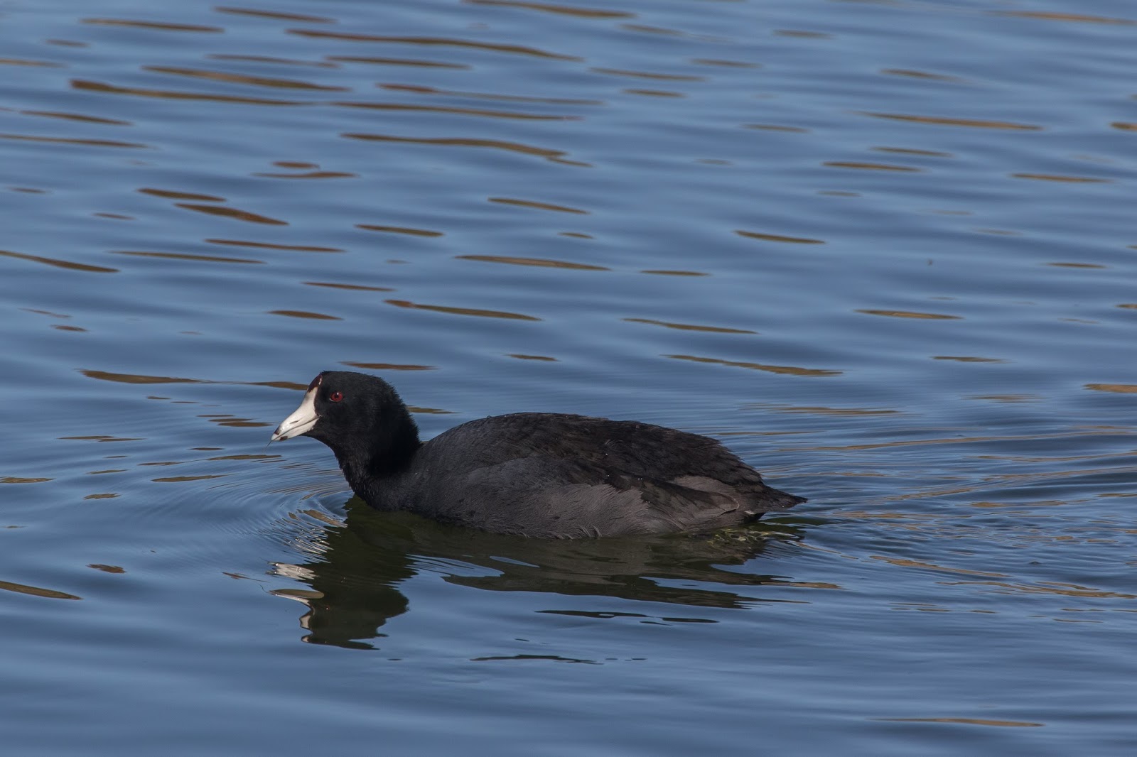 NatureWatch: Mud Hens