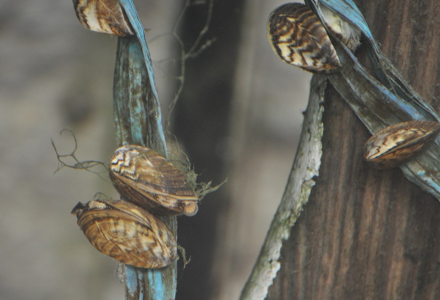 ZOOTOGRAFIANDO (6.096 ANIMALS): MEJILLÓN CEBRA (Dreissena polymorpha)