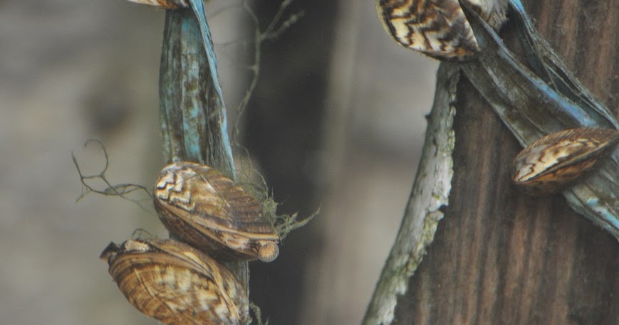 ZOOTOGRAFIANDO (6.096 ANIMALS): MEJILLÓN CEBRA (Dreissena polymorpha)