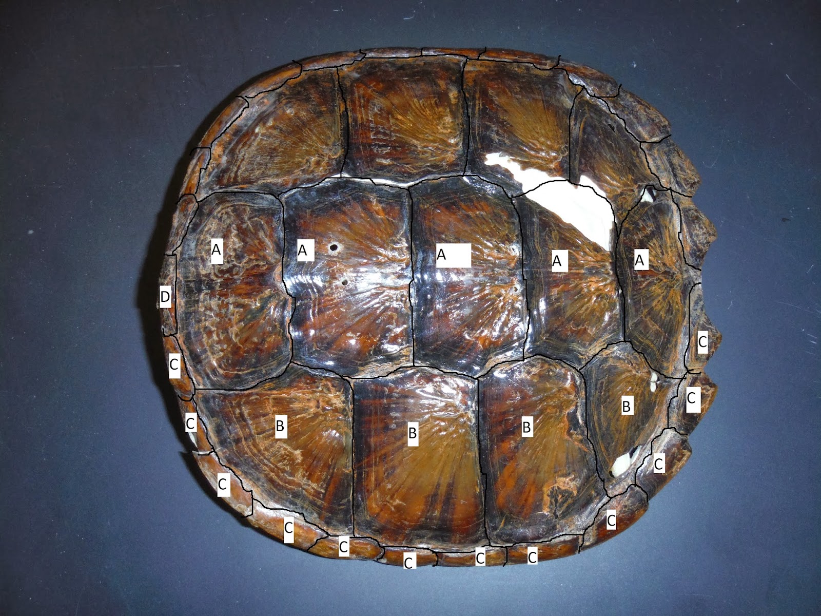 Biology of the Reptilia: January 2014