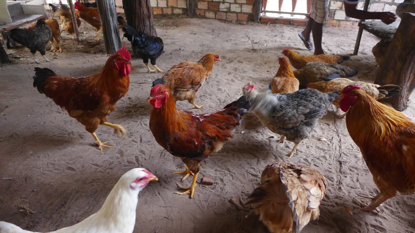 SMC Amazon: Day Sixteen: The Chickens Come Home to Roost