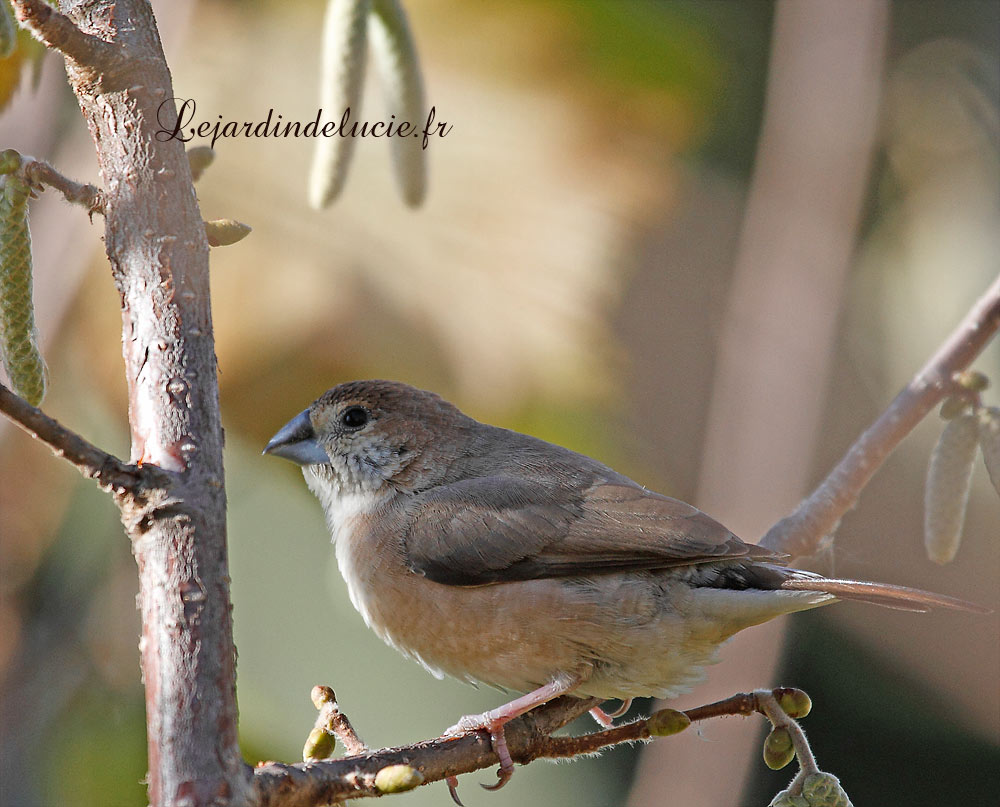 Capucins bec de plomb : bien installés dans les alentours du jardin.