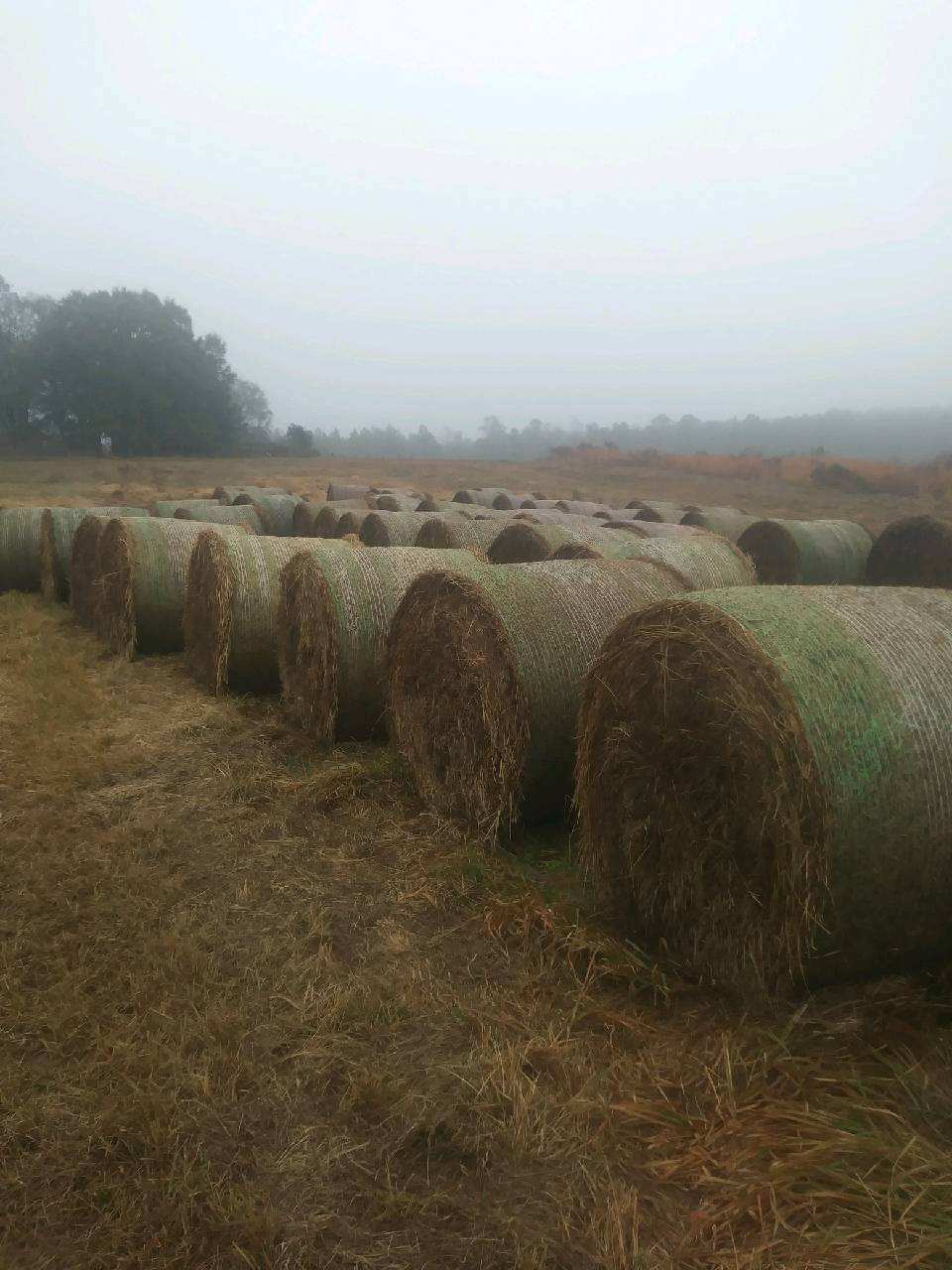 White House Farms: Argentina Bahia Grass Hay