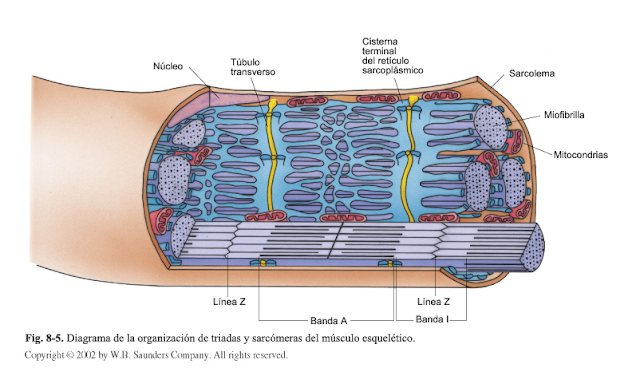 Retículo Sarcoplasmático; Retículo Sarcoplásmico