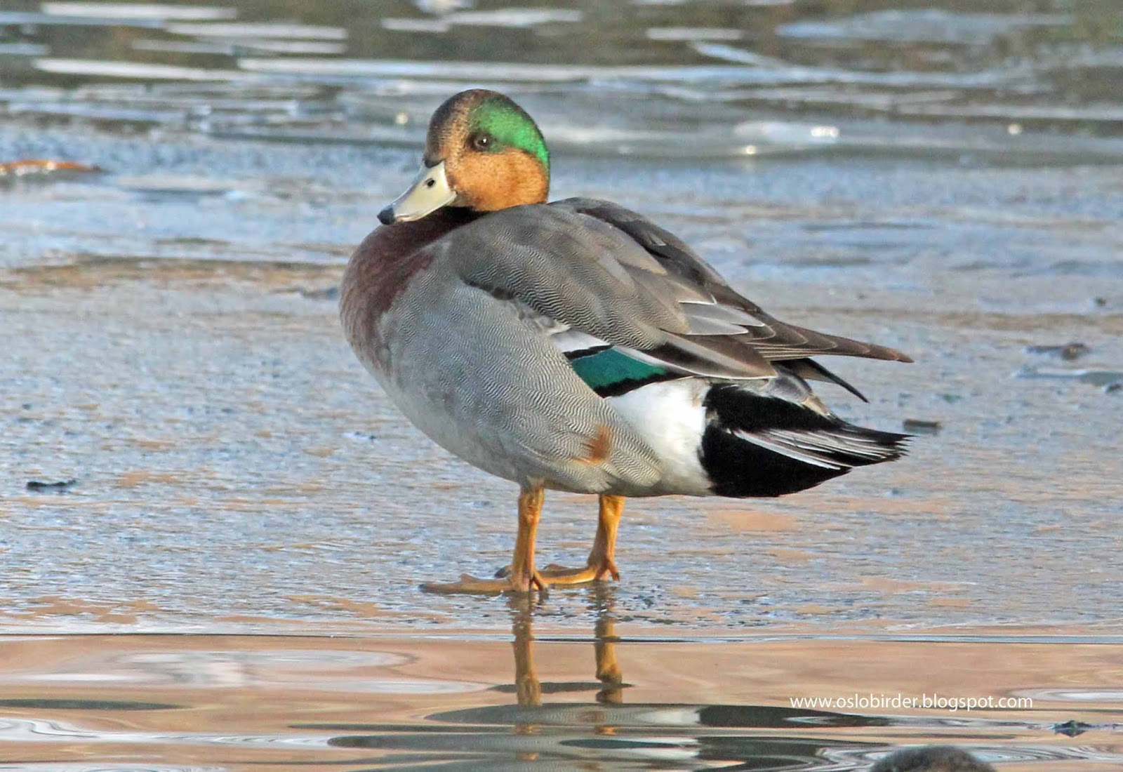 OSLO BIRDER: Østensjøvannet and hybrid duck