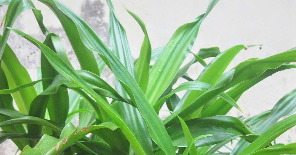 bua ngai +: Ngải Ấn - Ngải Tổ