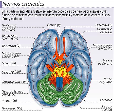 Neurologia