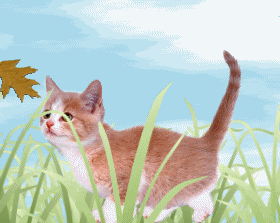 Imágenes de Gatitos con Movimiento - Imágenes de amor lindas