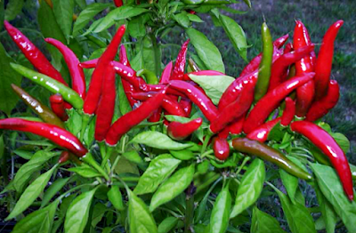 Cara Mudah Menanam Cabe Rawit dalam Pot - Bercocok Tanam Hidroponik