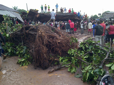 The Iroko Tree That Killed 30 People In Owerri | CKN News